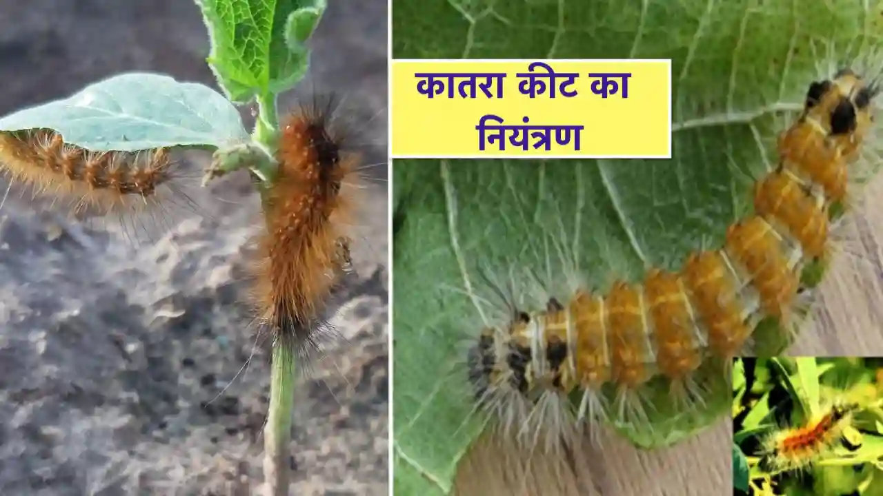 किसान इस तरह करें फसलों में कातरा लट कीट का नियंत्रण