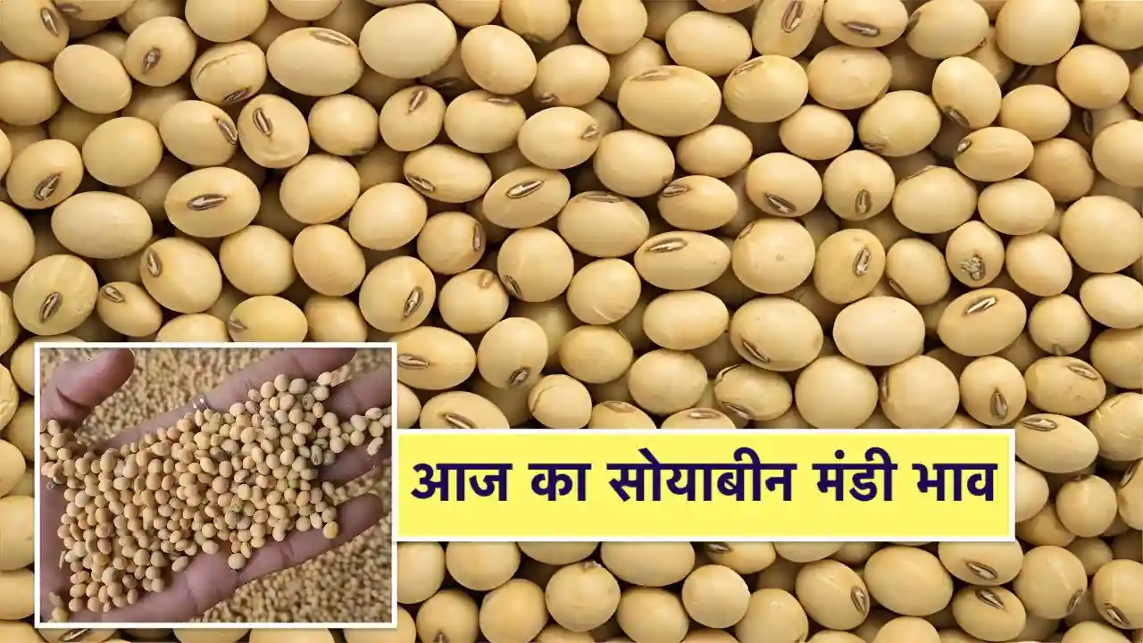 सोयाबीन मंडी भाव आज | Soybean Mandi Price Today