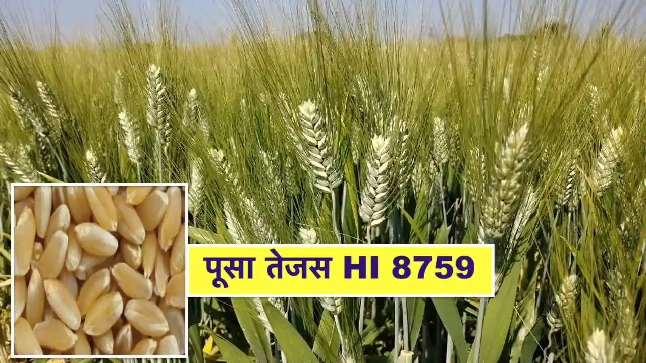गेहूं की नई उन्नत किस्म पूसा तेजस HI 8759 की जानकारी