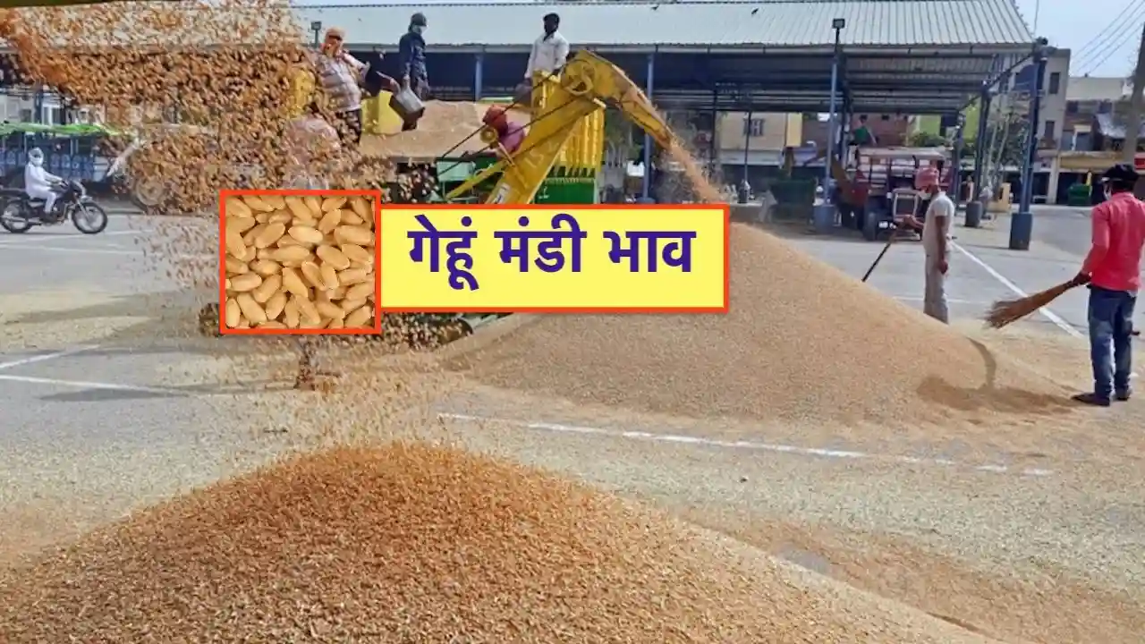 गेहूं के मंडी भाव आज | Wheat Mandi Price Today