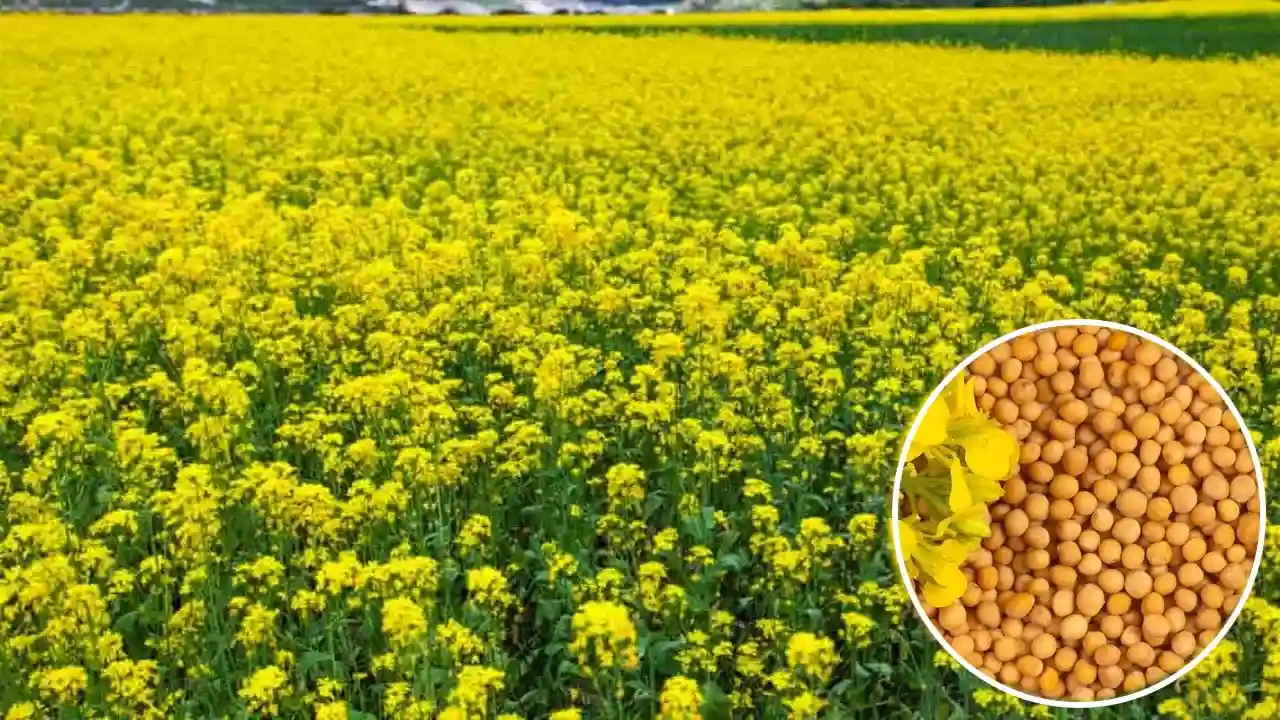 सरकार ने रेपसीड और सरसों के न्यूनतम समर्थन मूल्य में की 250 रुपए की ...
